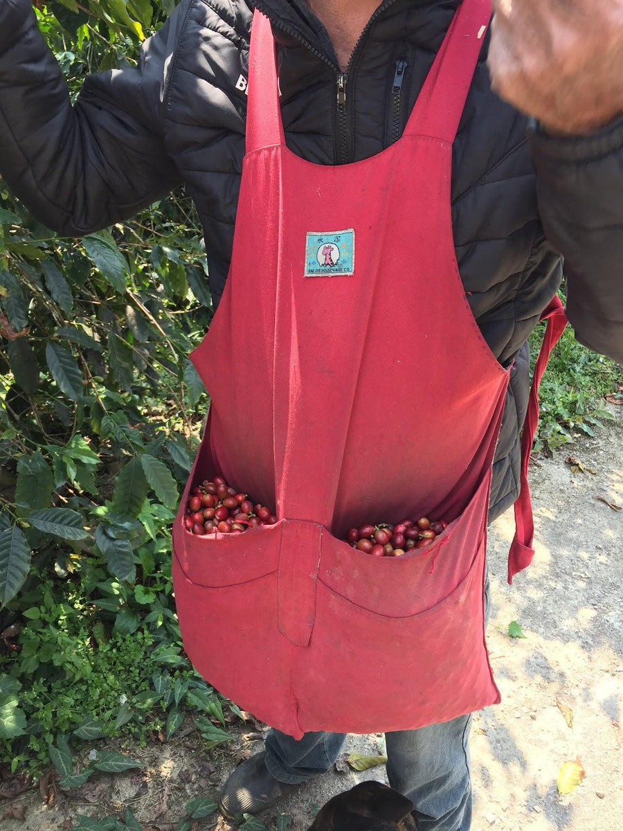 Taiwan Chyayi Meishan Coffee – dou coffee