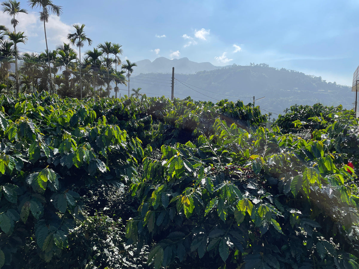 Why Are Taiwan Coffee Beans So Expensive? – dou coffee