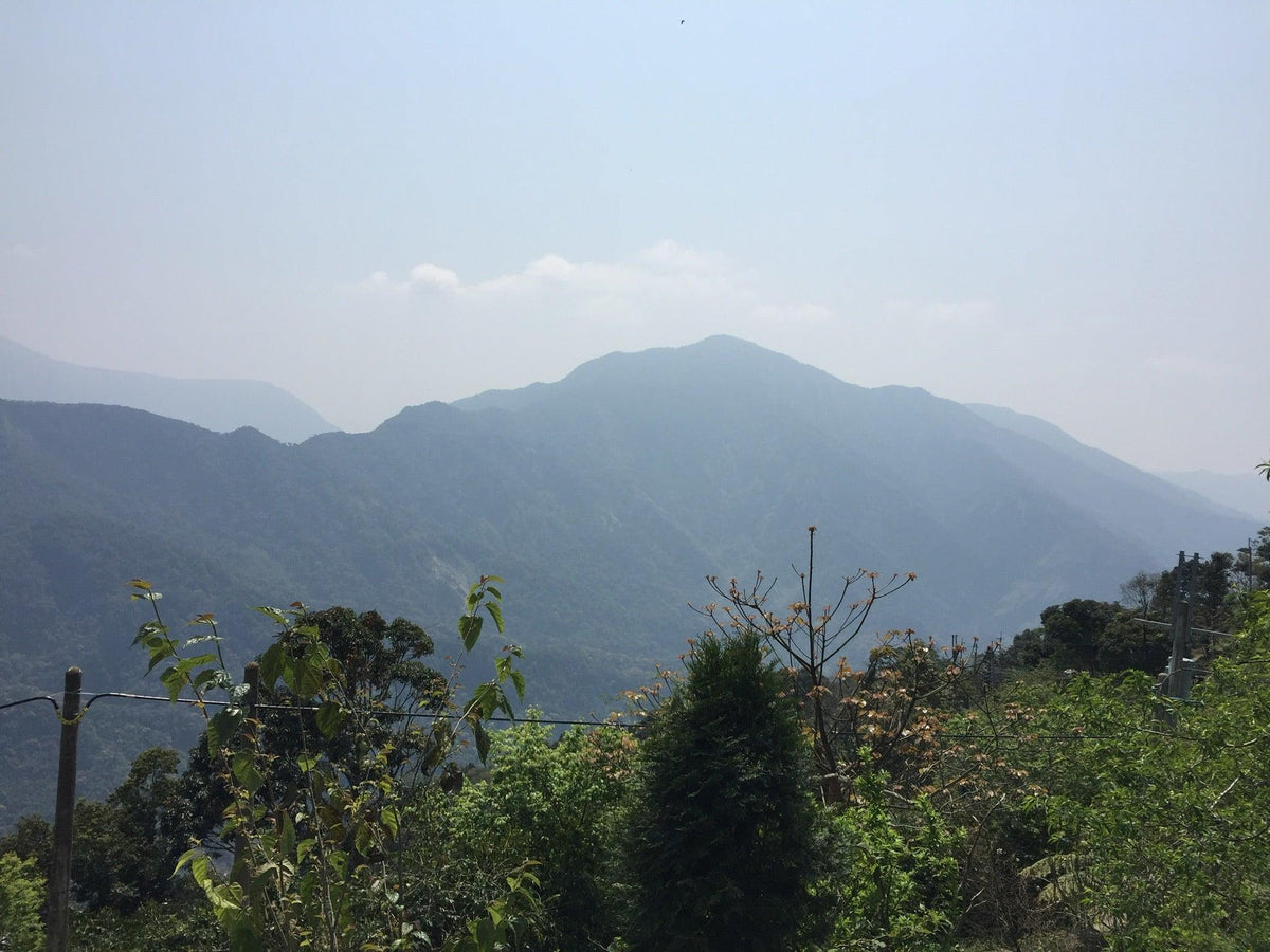 Taiwan Tainan Dongshan coffee farm trip – dou coffee